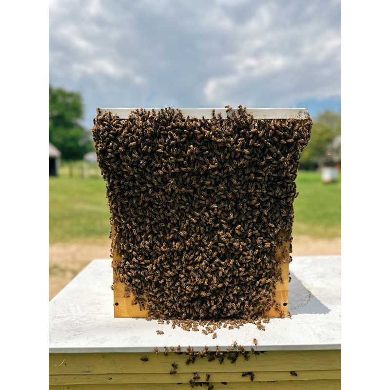 Essaims d'Abeilles & Ruches à vendre - dès 139 € | Jura Ain Saône